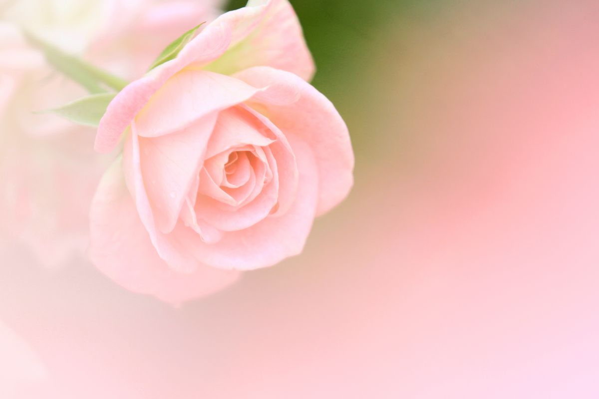 sweet memories | GANREF