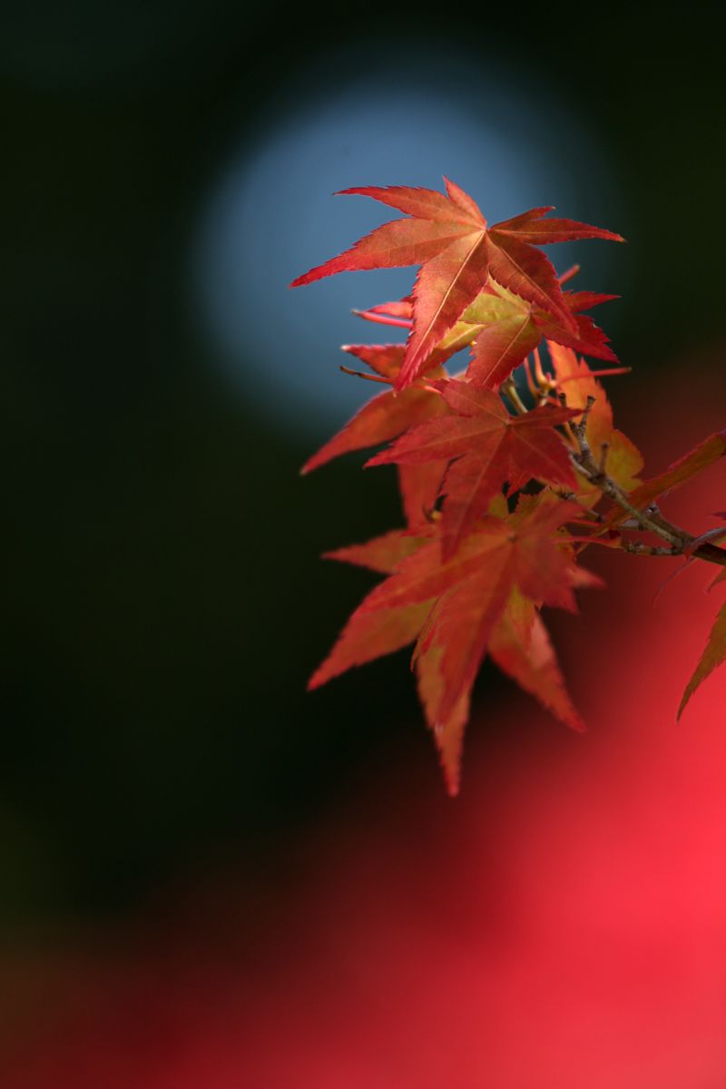 秋深まり | GANREF