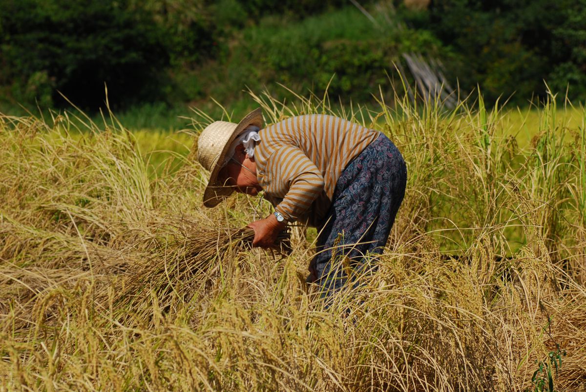 がんばって！！ | GANREF
