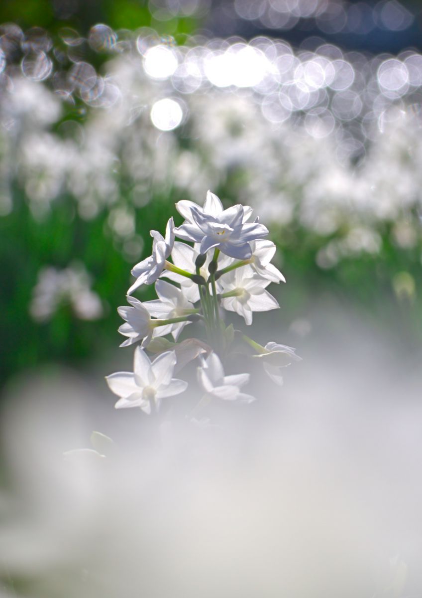 光の妖精 | GANREF