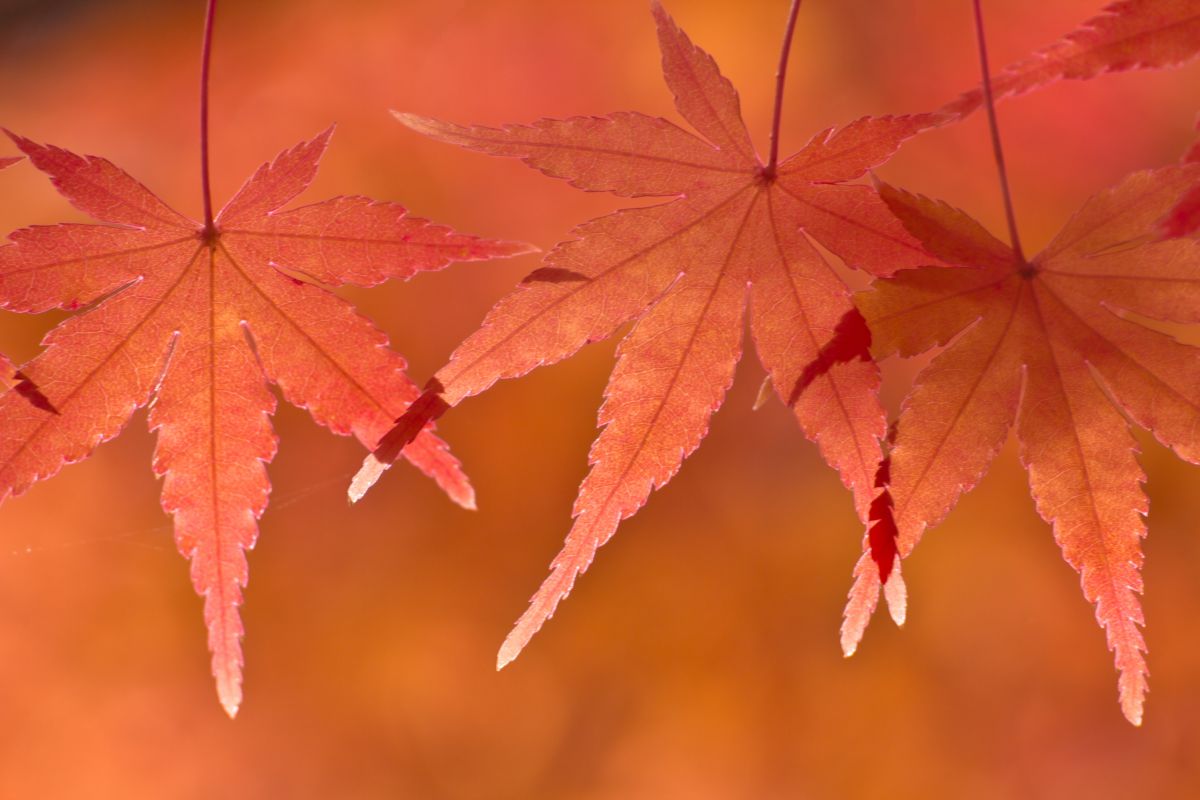 重なり合う想い | GANREF