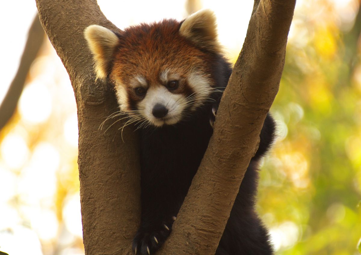 Soooo Cute!! | GANREF