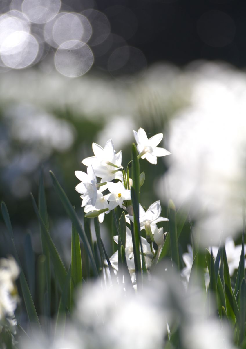 ピュアホワイト | GANREF