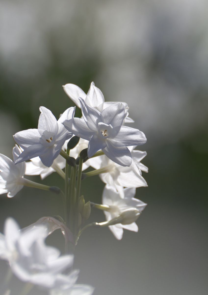 White Waltz | GANREF