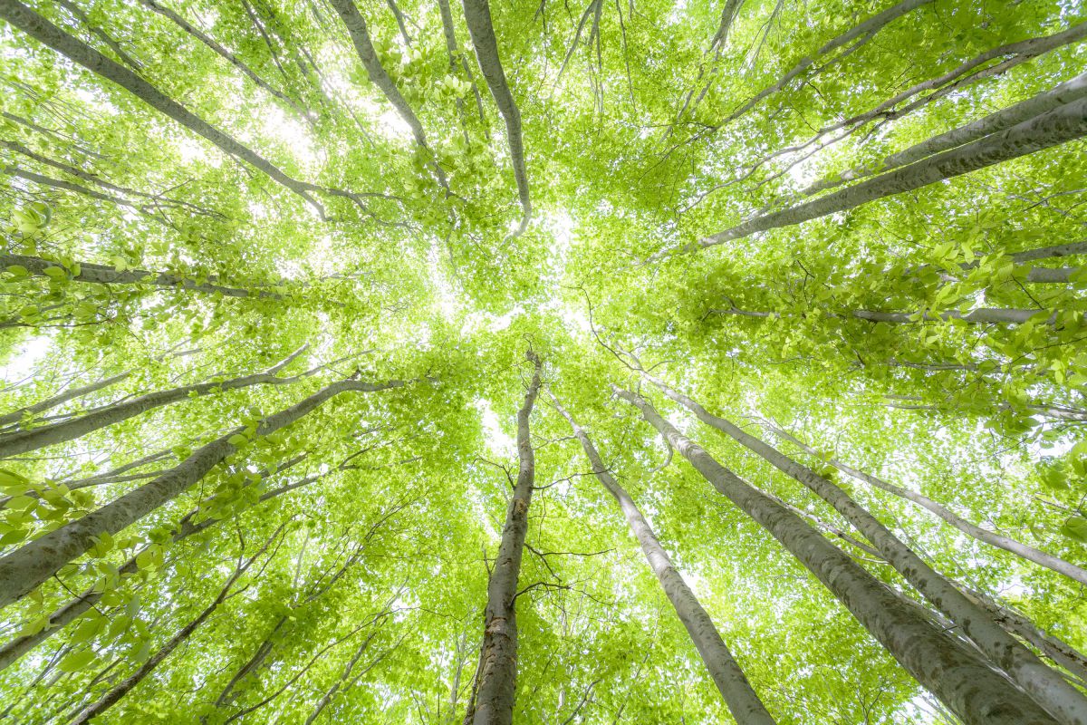 season of fresh green | GANREF