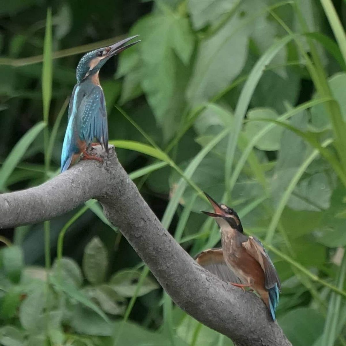 バトル寸前‼️ | GANREF