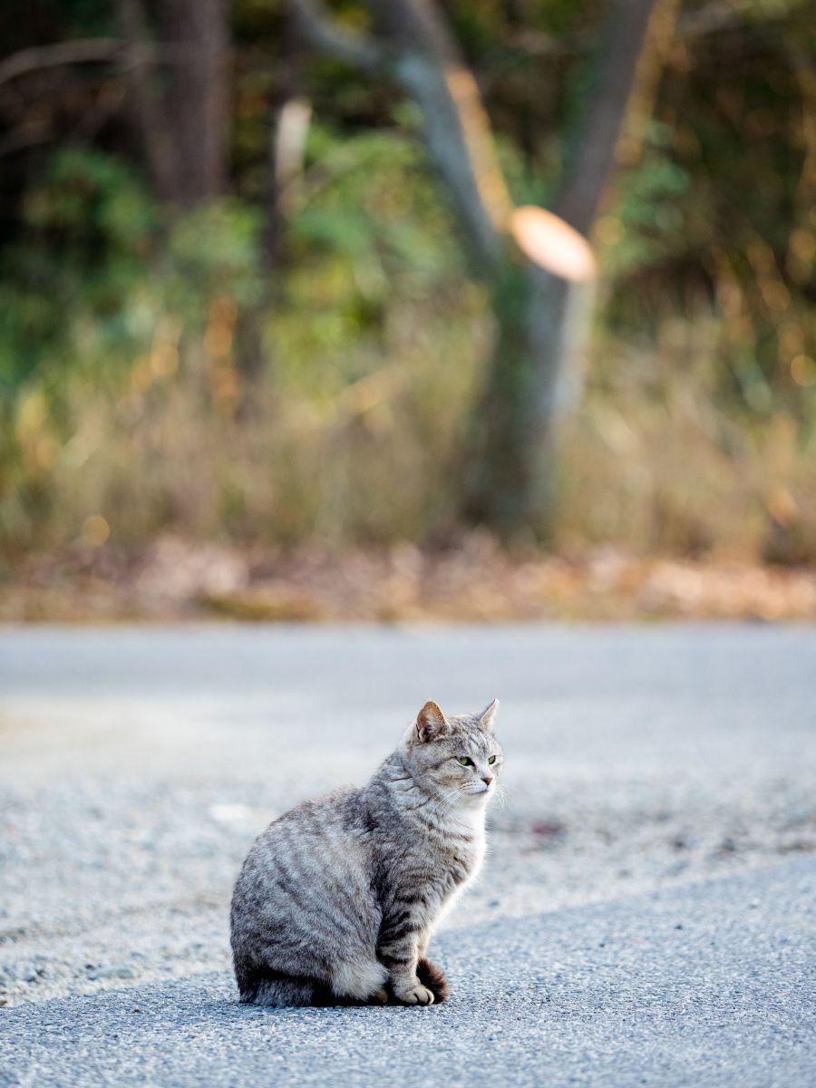 見つめる先に | GANREF