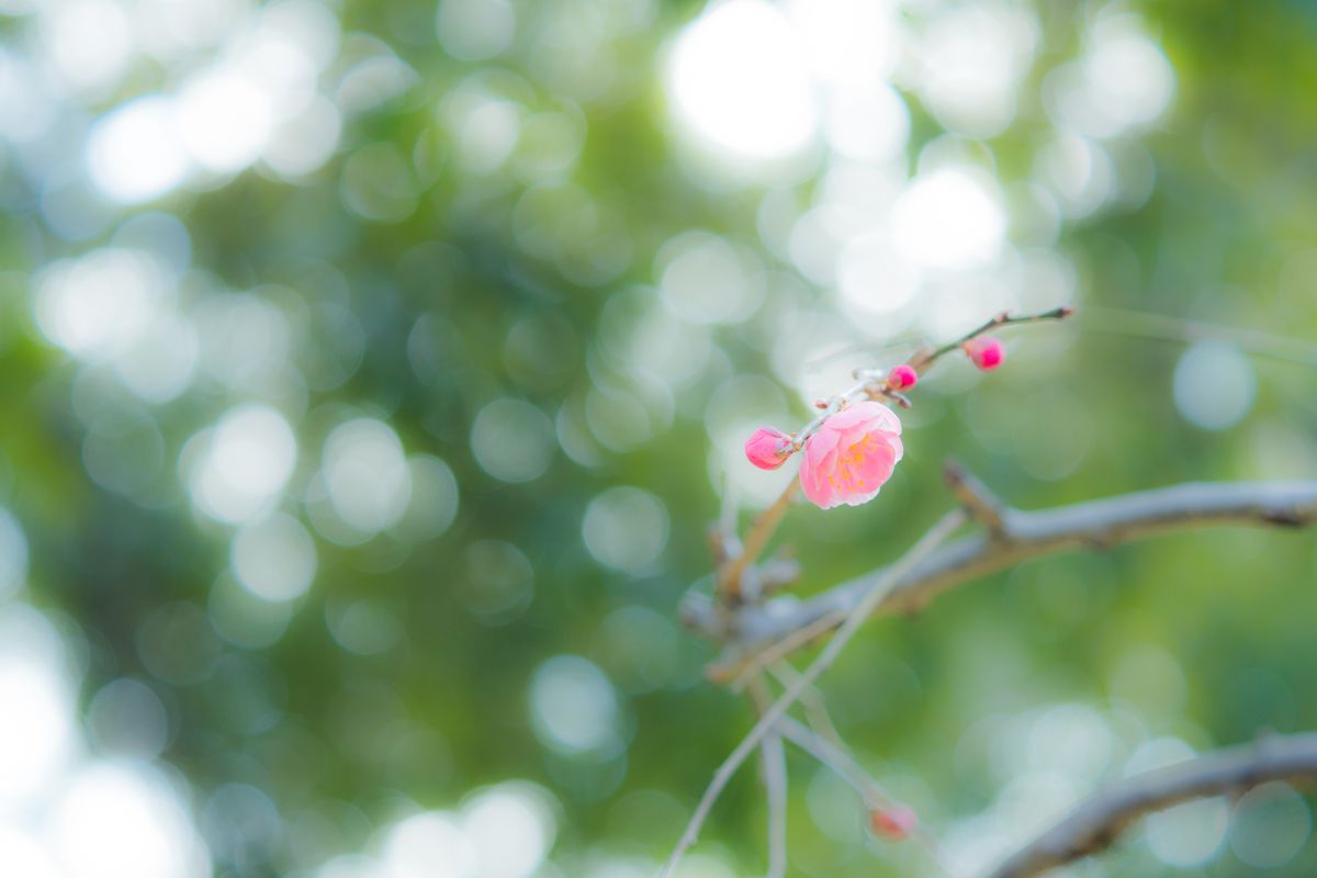 夢の世界 | GANREF