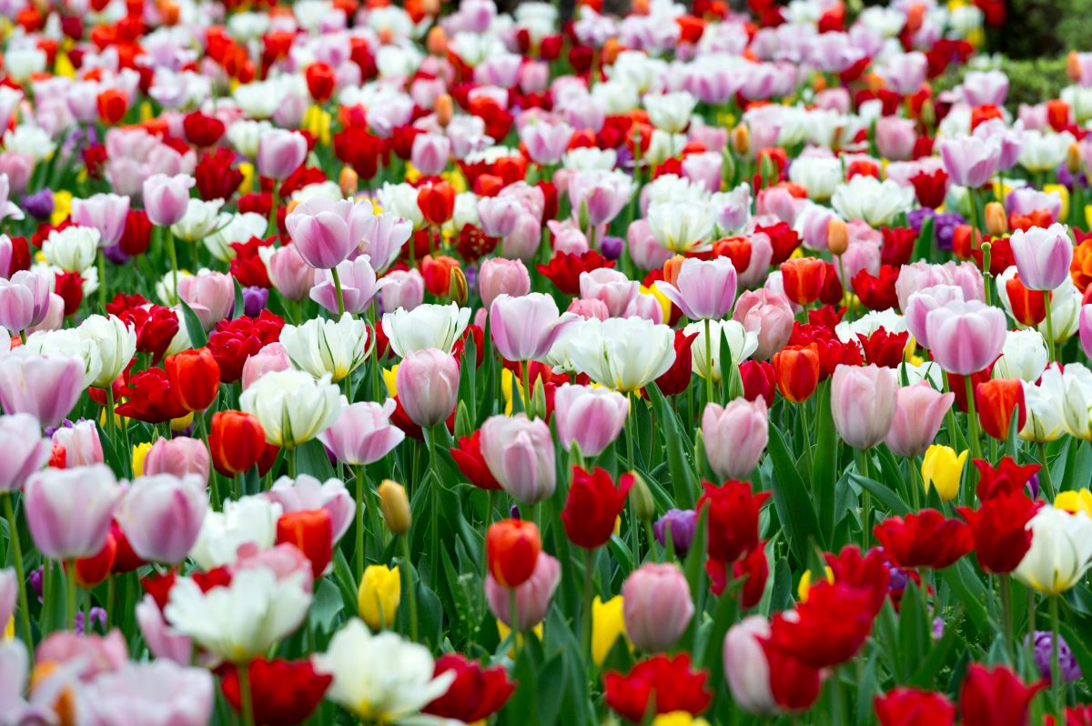 いろあふれる | GANREF