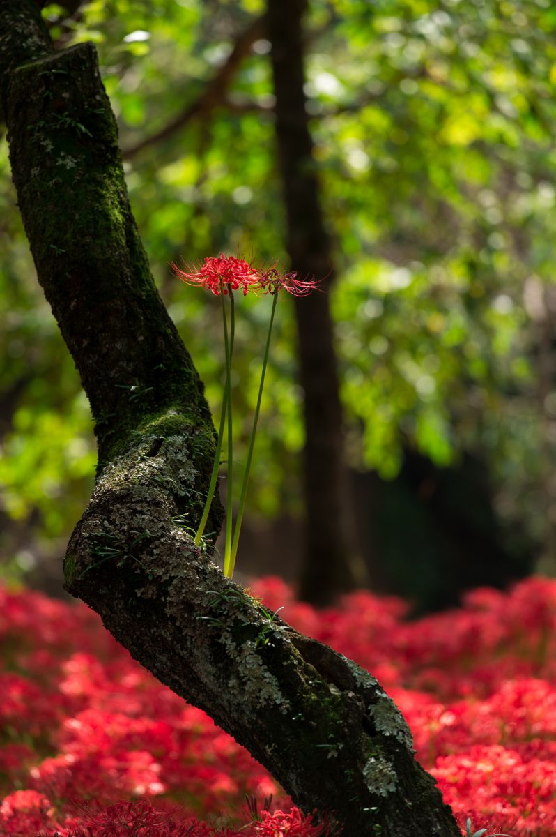 樹上の曼珠沙華 | GANREF