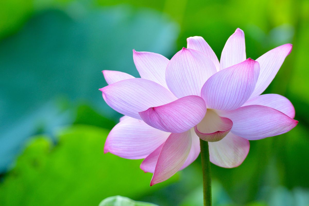 三渓園の蓮2015 | GANREF