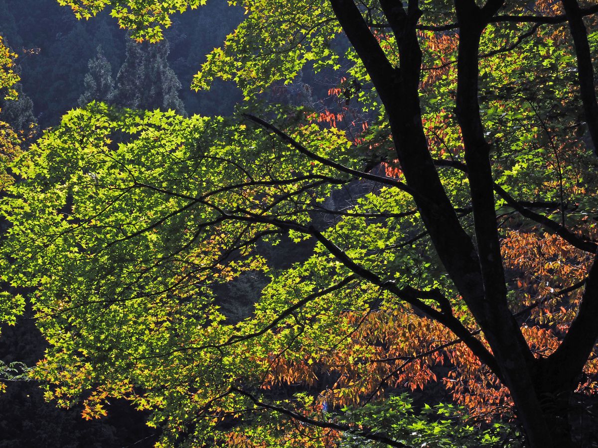 煌めく木々 | GANREF