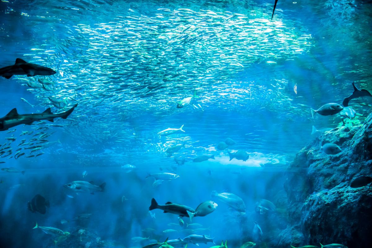 Paradise in the aquarium | GANREF