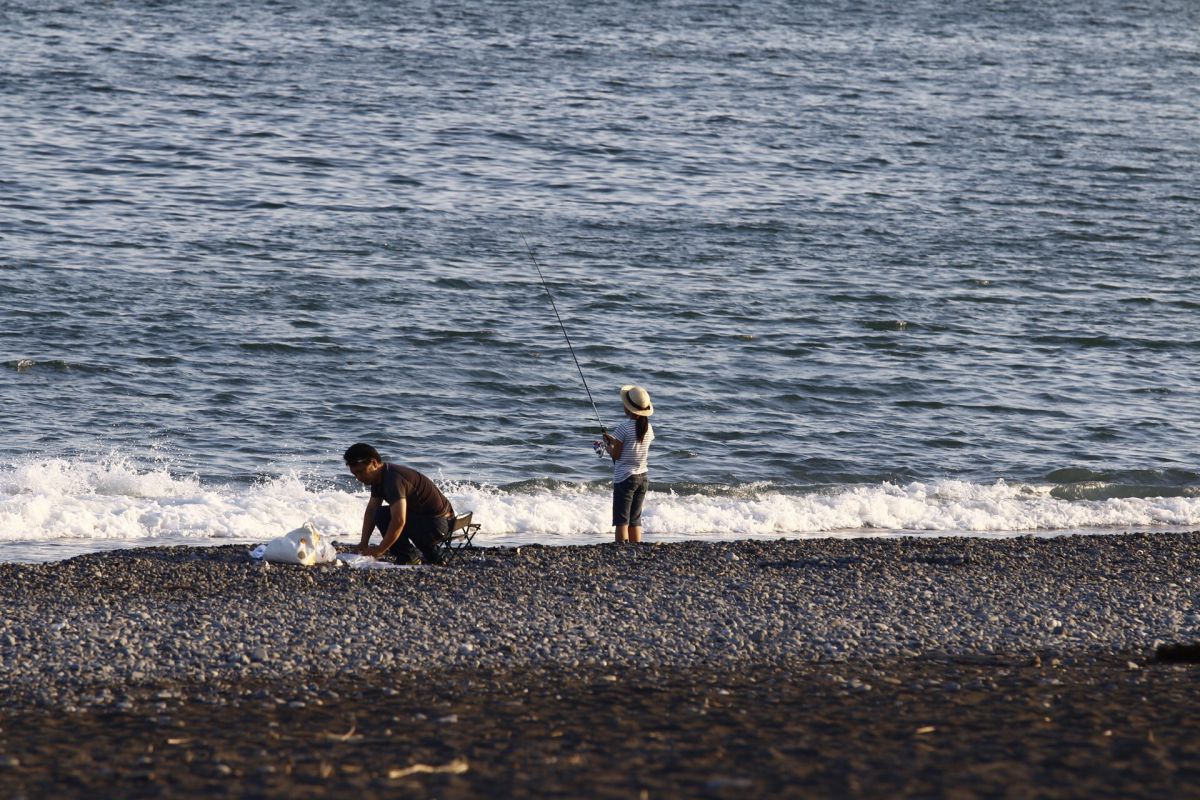 Small angler | GANREF