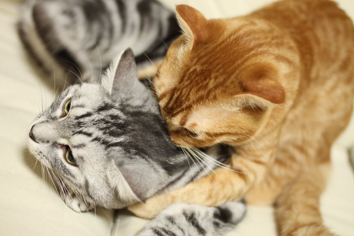 ふきvsさく | GANREF