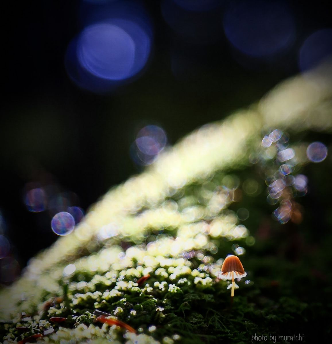 森の妖精 | GANREF