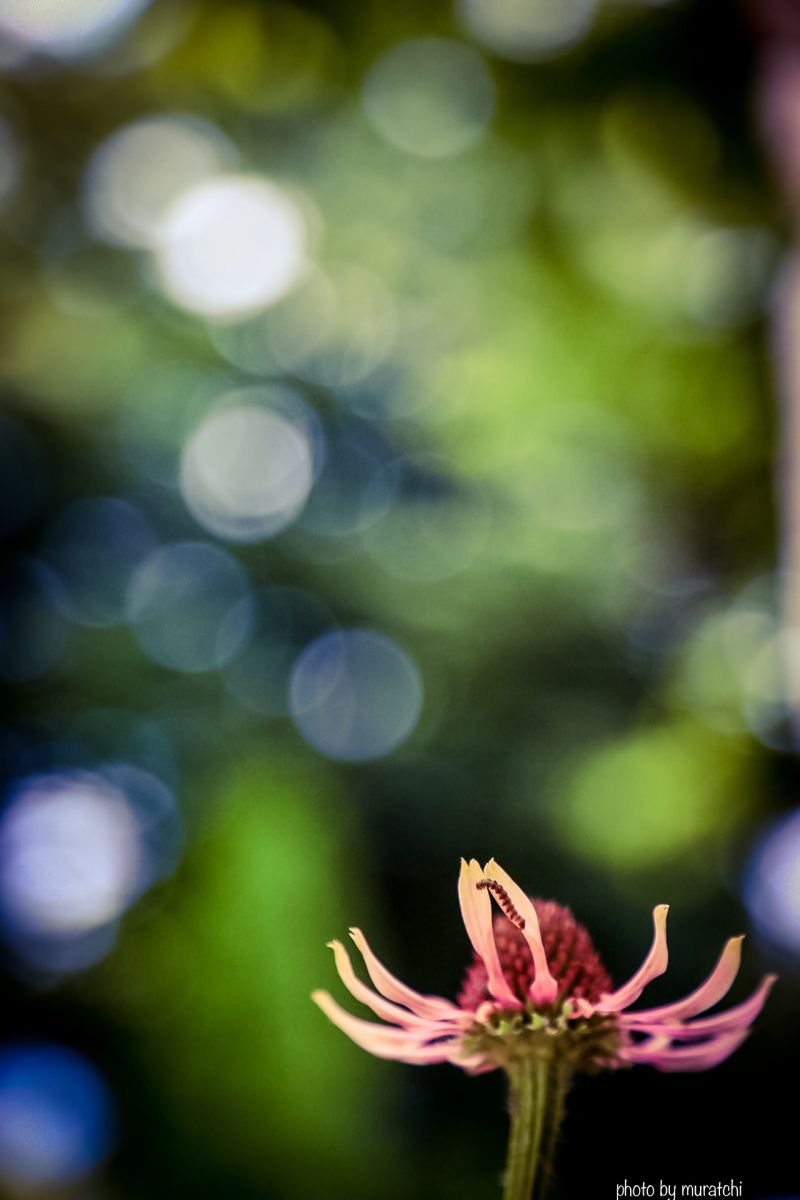 小さな命 | GANREF