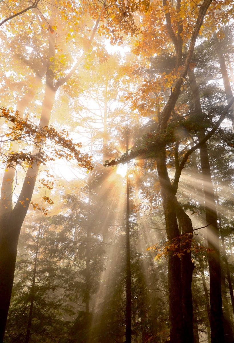 秋へ招待 | GANREF