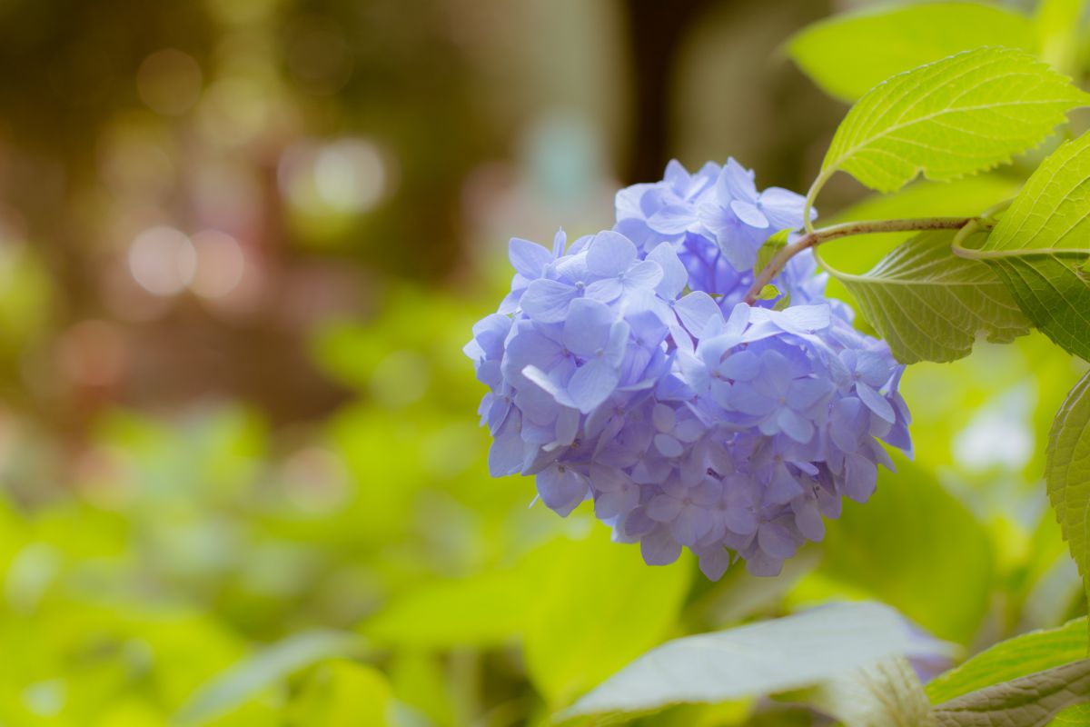 rainy season | GANREF