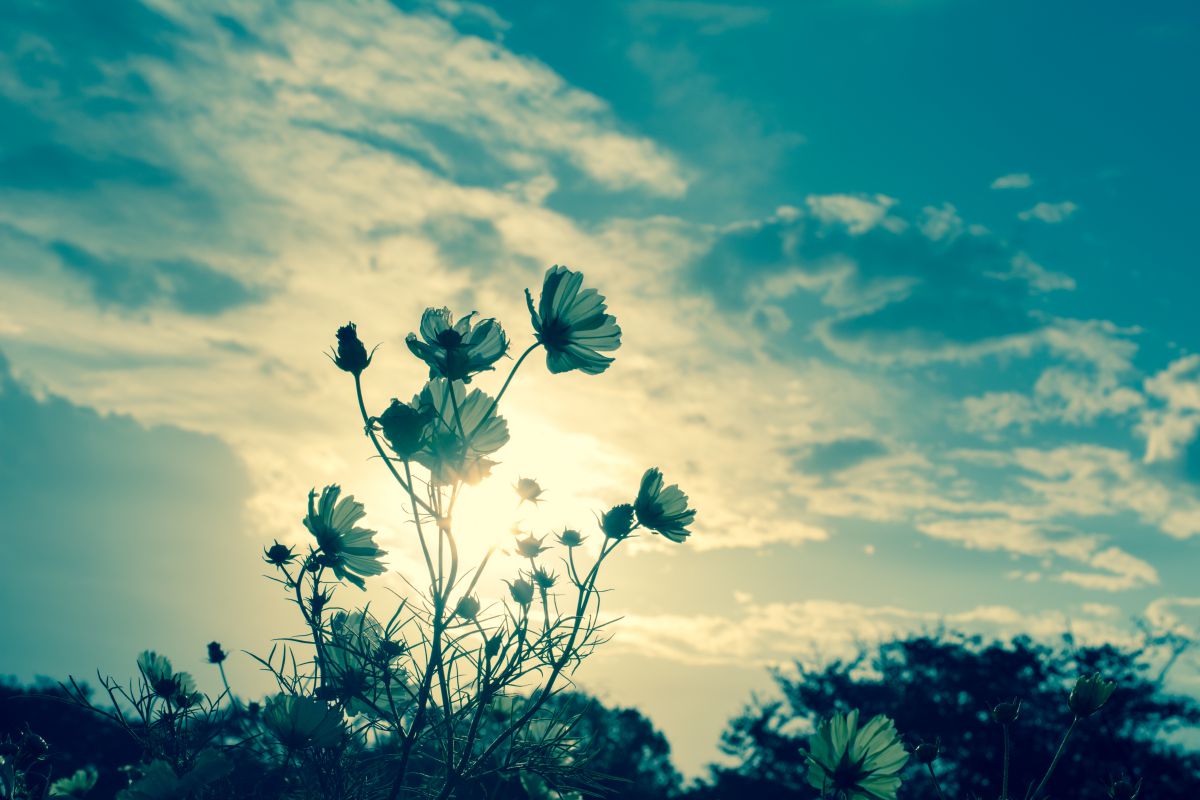 be blooming proudly | GANREF