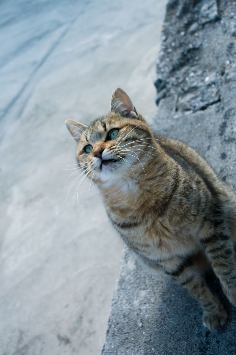 wait and see | GANREF