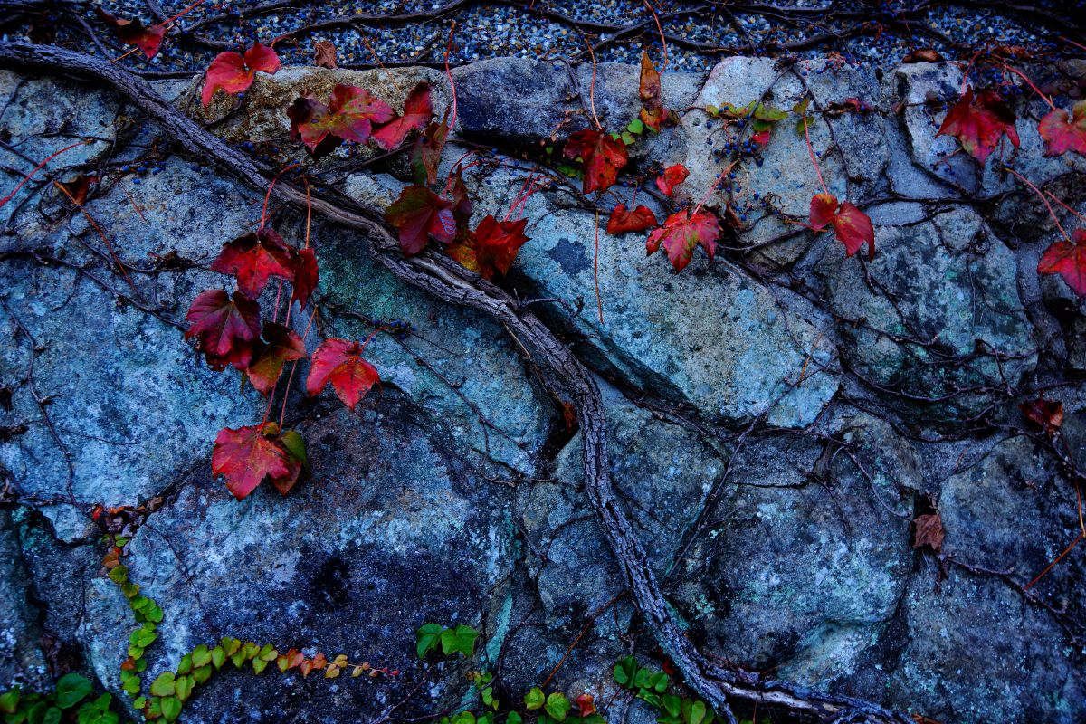 WILD GRAPES | GANREF