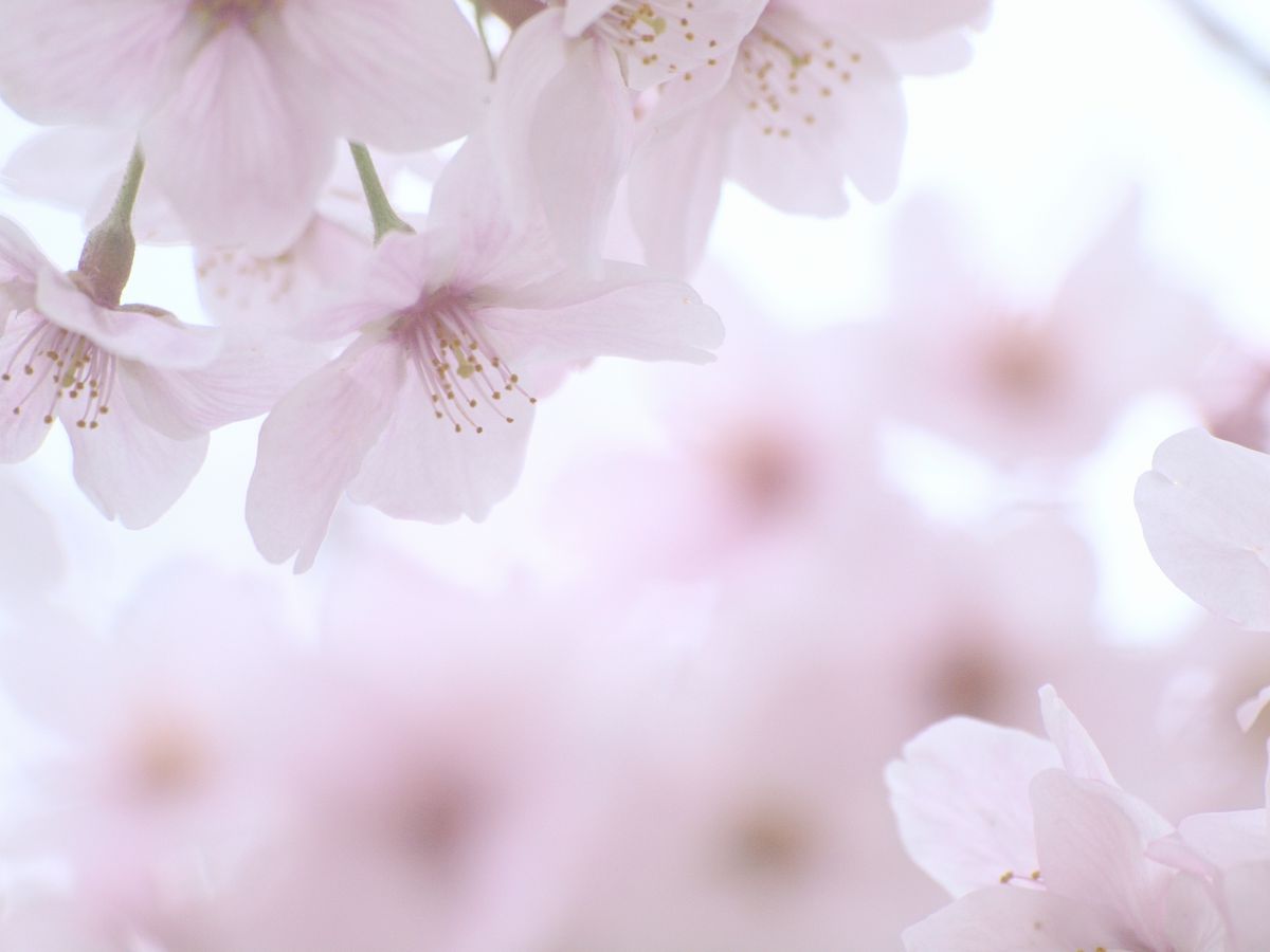 sakura01.JPG | GANREF