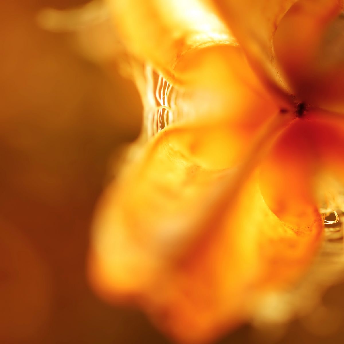 Cast-off Shell | GANREF