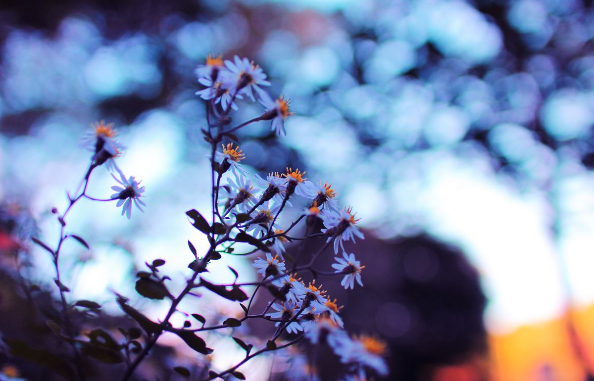 Evening Glow | GANREF