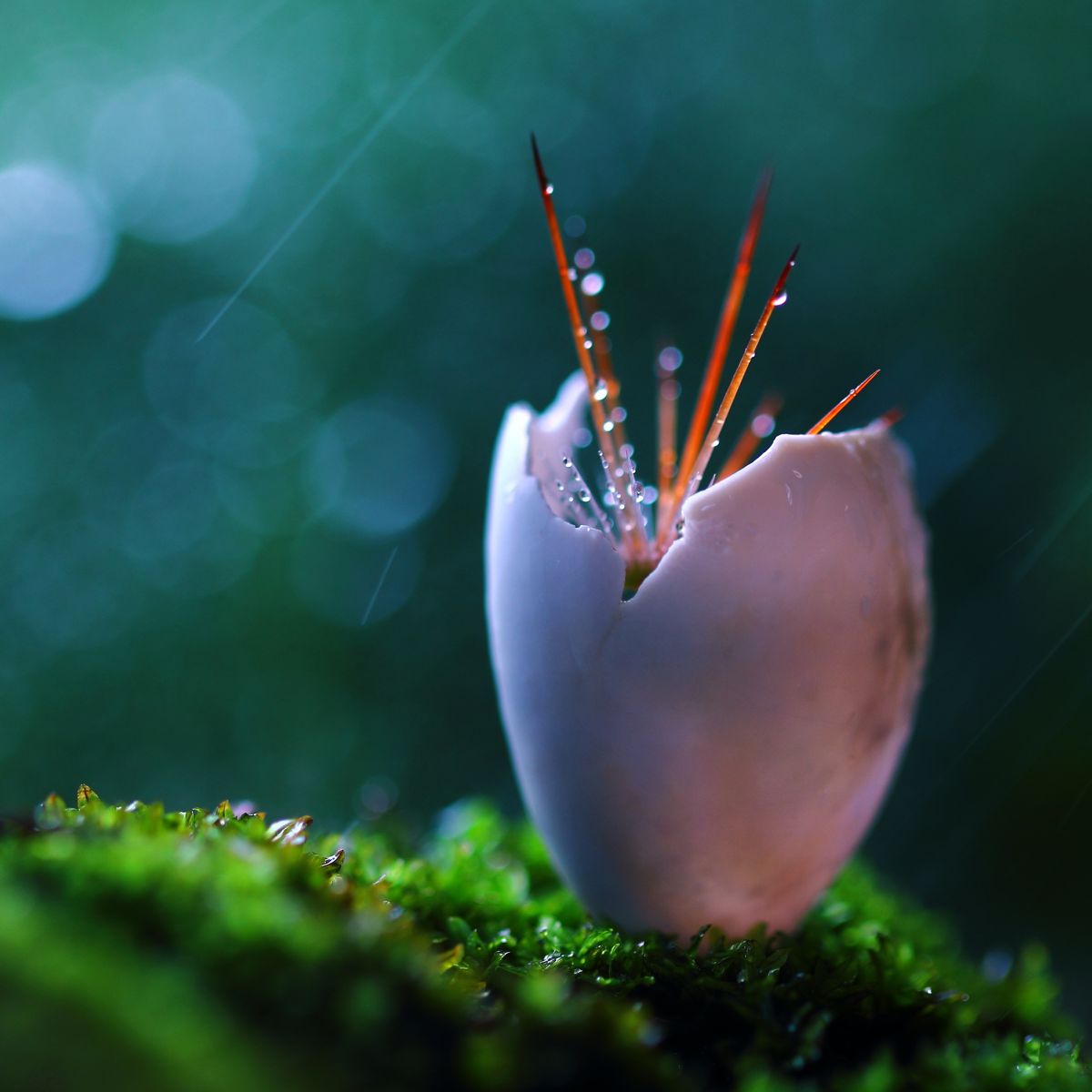 #1 Natural Born Punks | GANREF