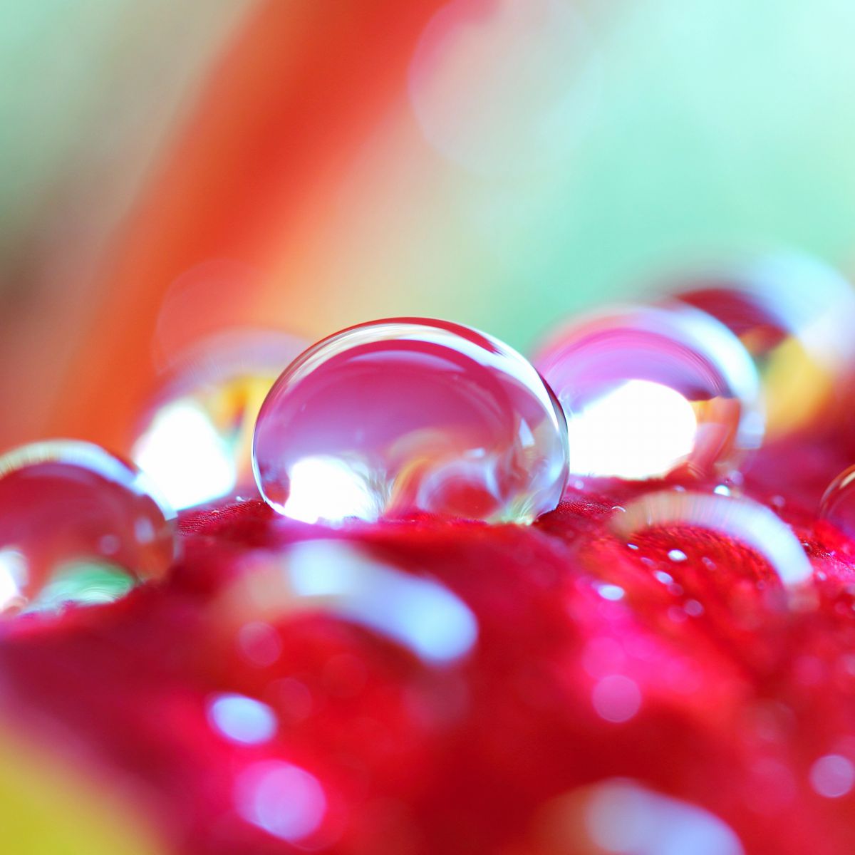 Candy Drops | GANREF