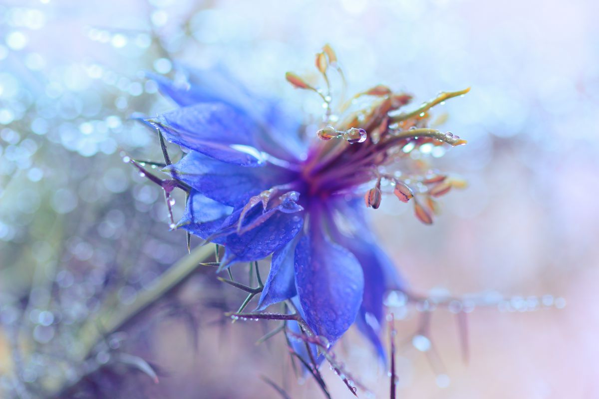 love-in-a-mist | GANREF