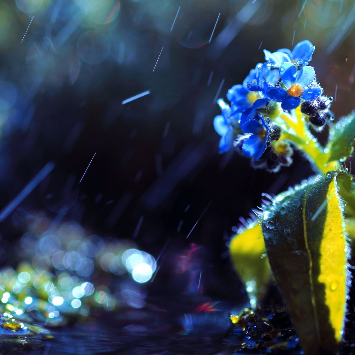 Rainy season | GANREF