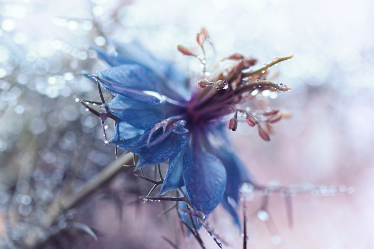 Devil-in-a-bush | GANREF