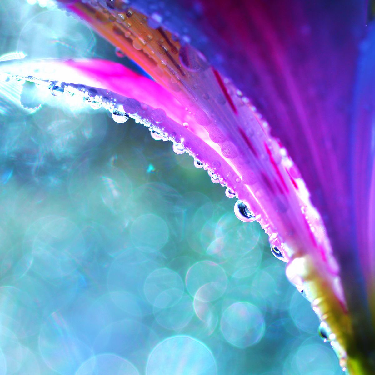 Alstroemeria | GANREF