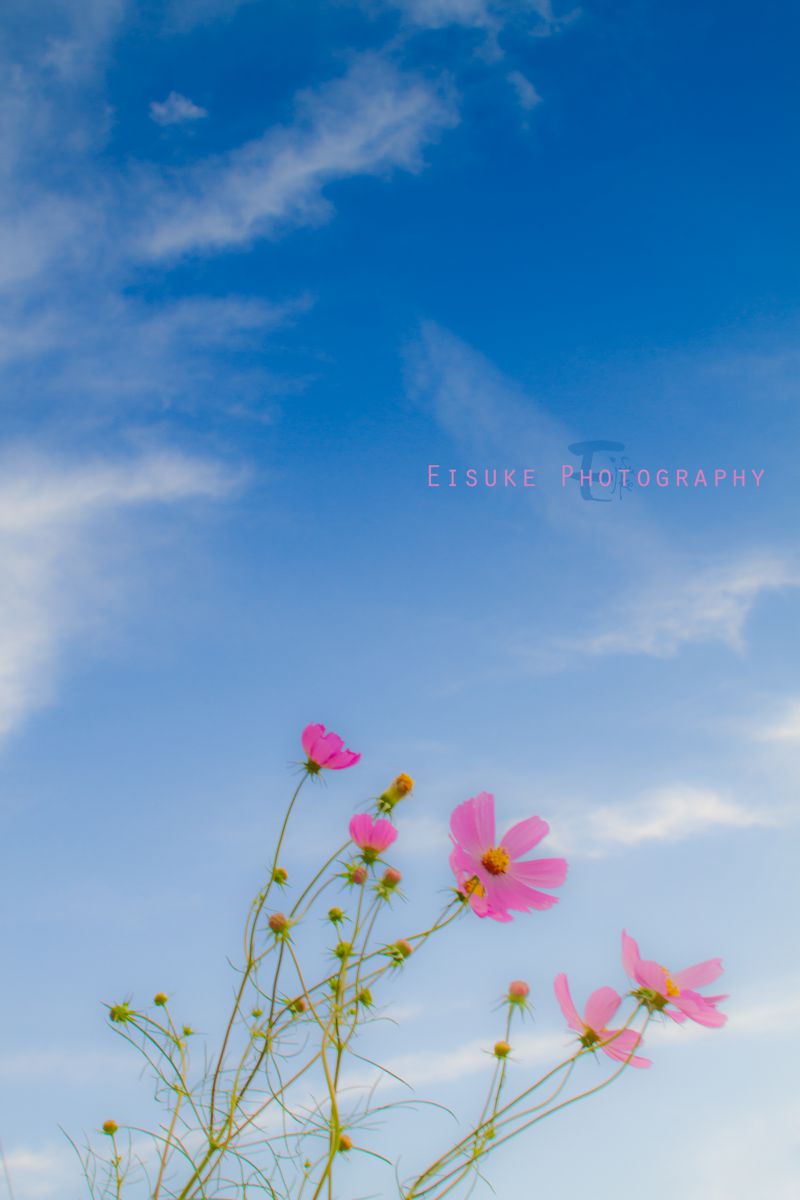 風にふかれて | GANREF