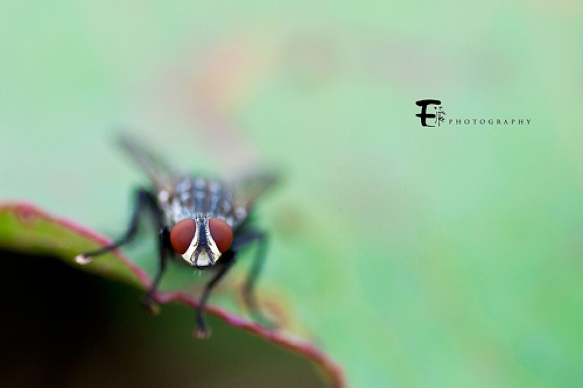fly | GANREF