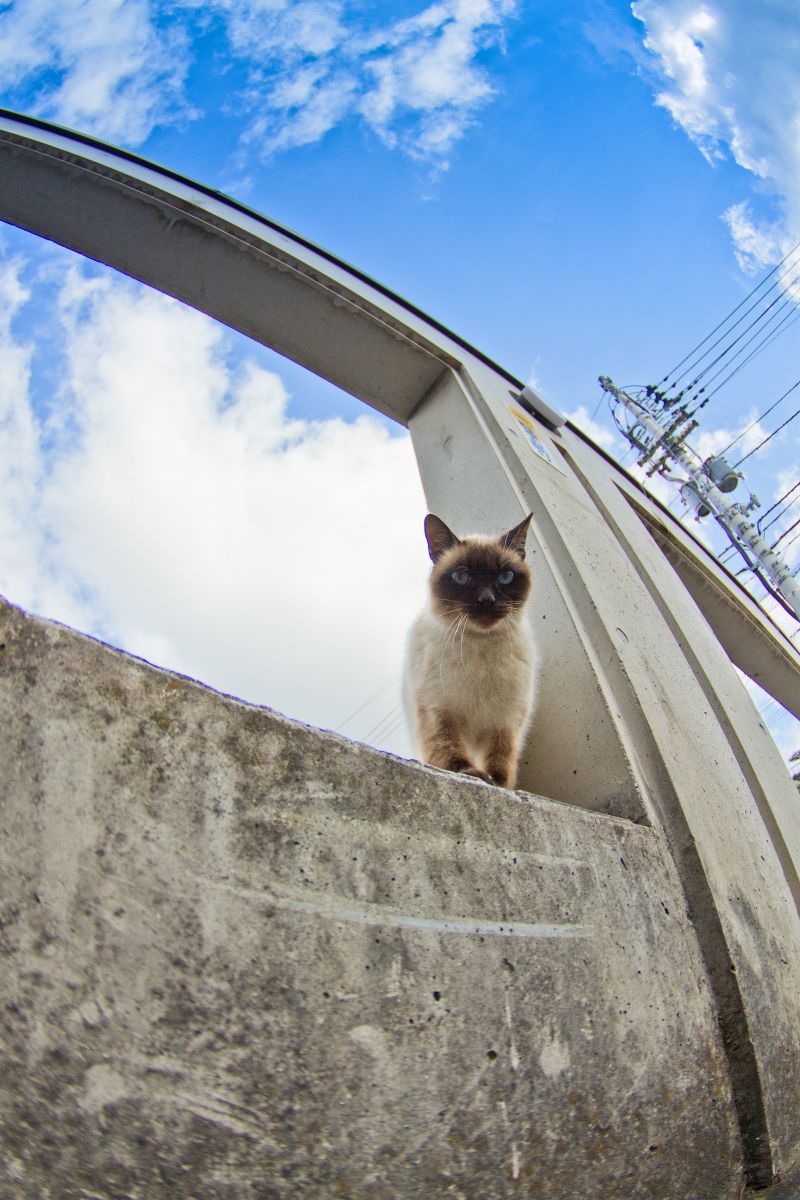 silky voice | GANREF