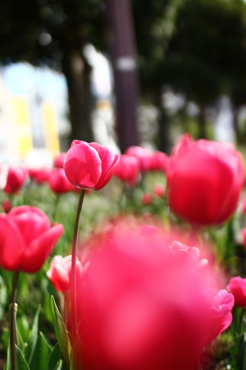 春の入口 | GANREF