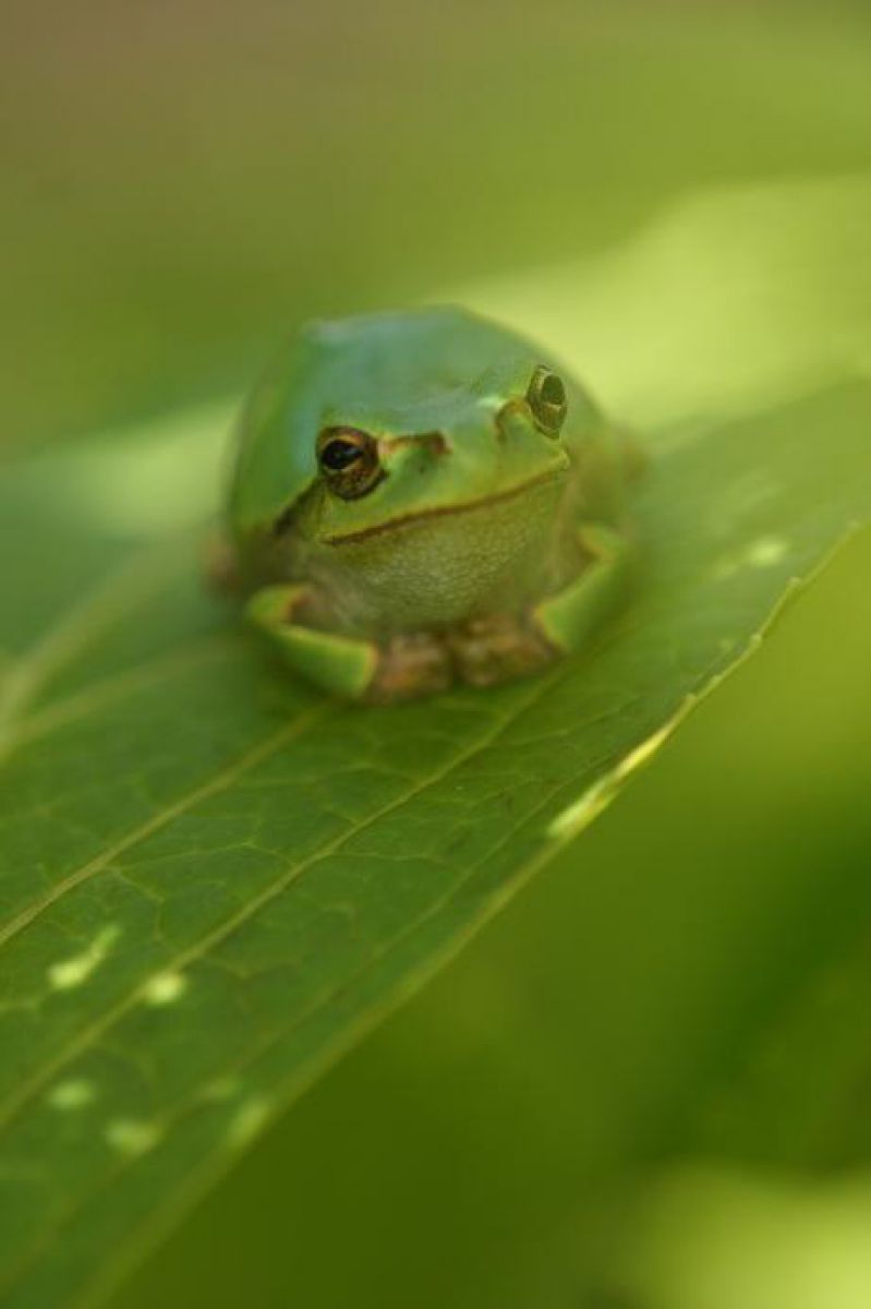 もの思ふ | GANREF