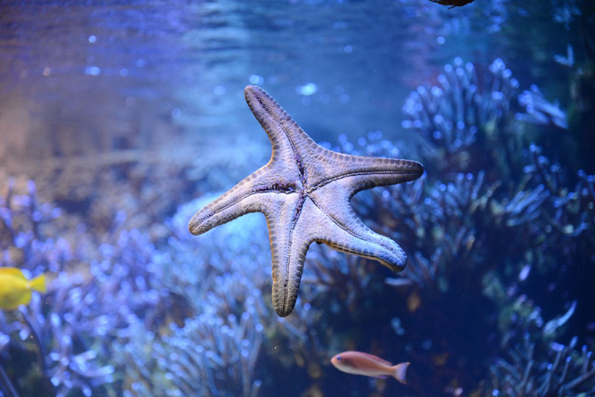 Floating Starfish | GANREF