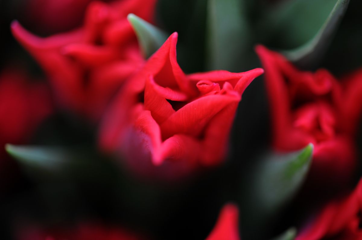 Cutey Red Devil | GANREF