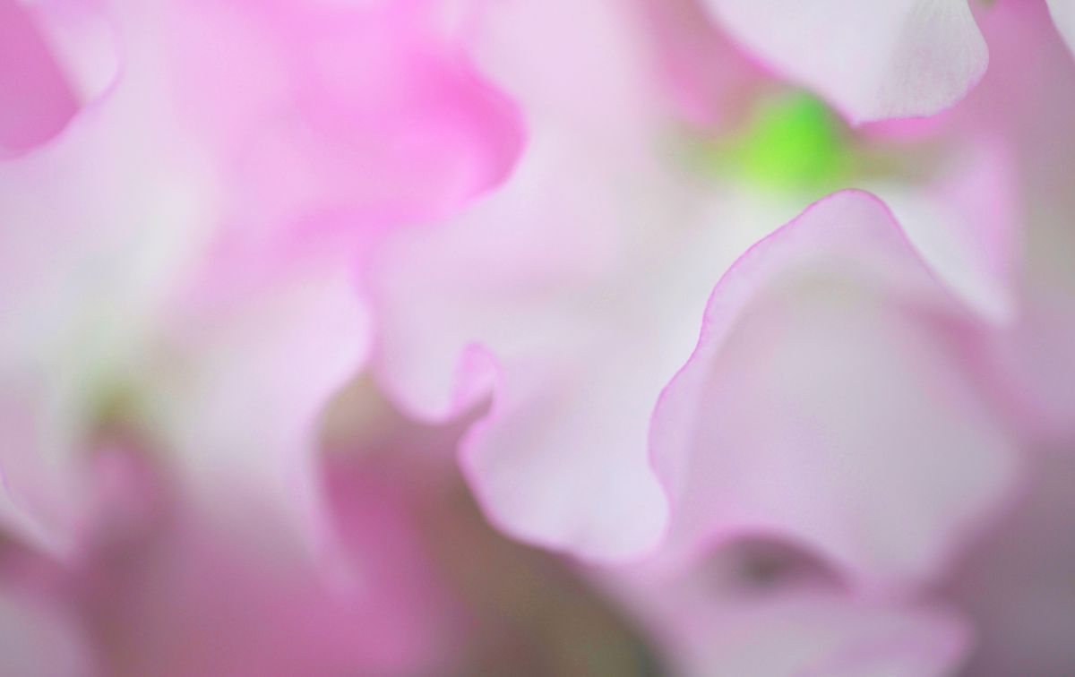 sweet pea Ⅱ | GANREF