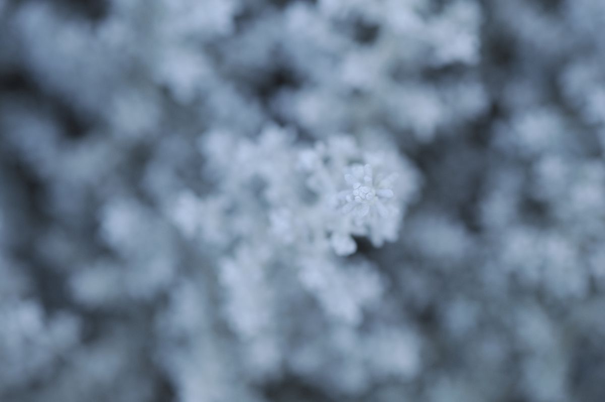 snow dorp Ⅱ | GANREF