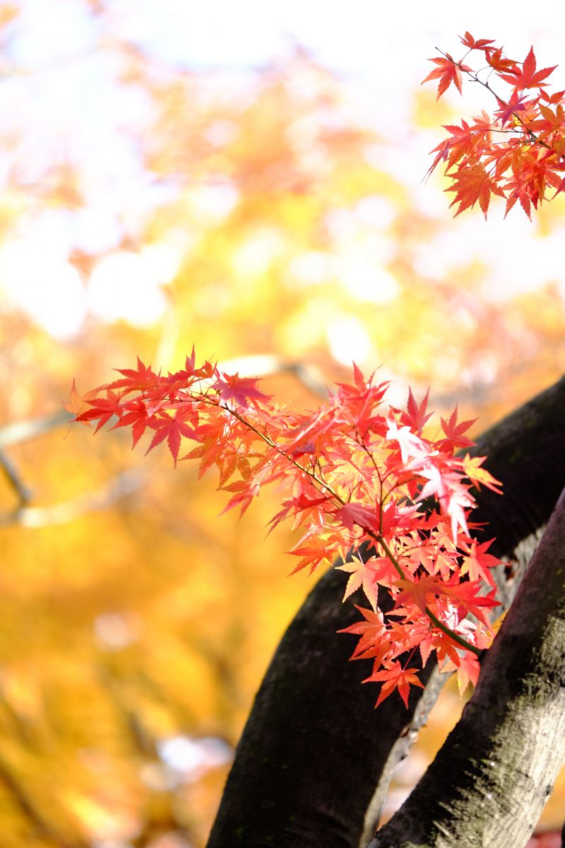 紅葉 | GANREF