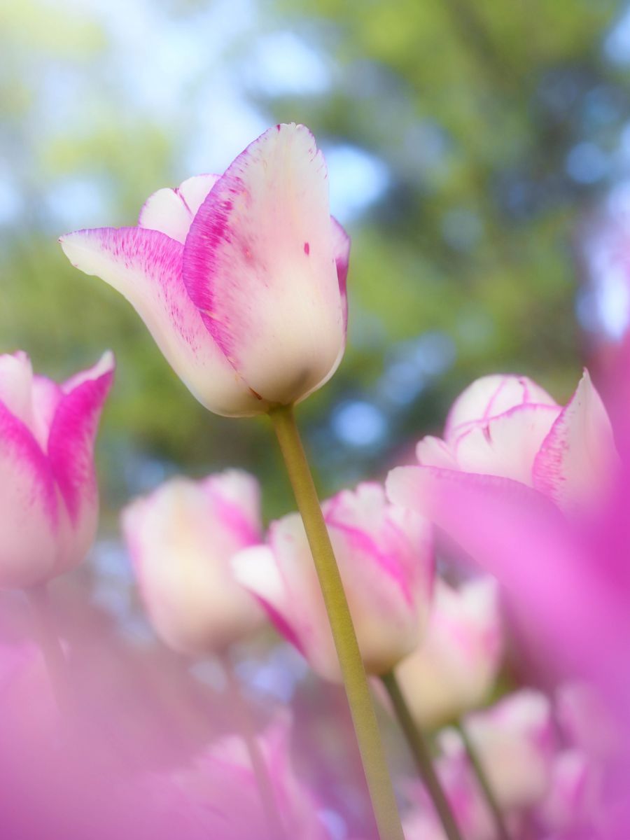 spring colors | GANREF