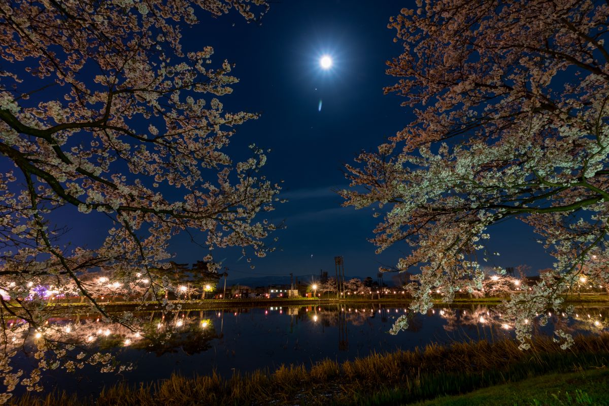 高田の夜桜2017 | GANREF
