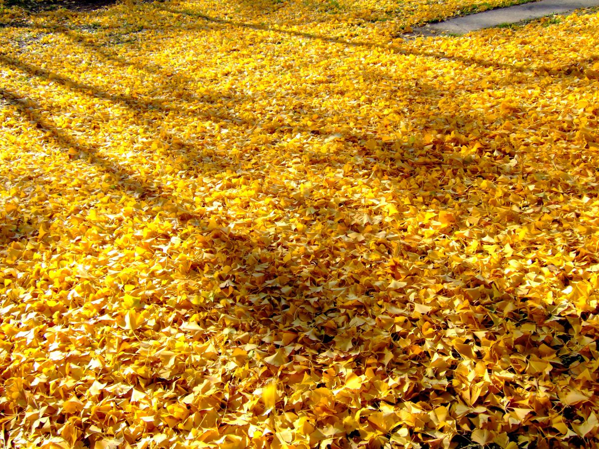 Golden Carpet | GANREF