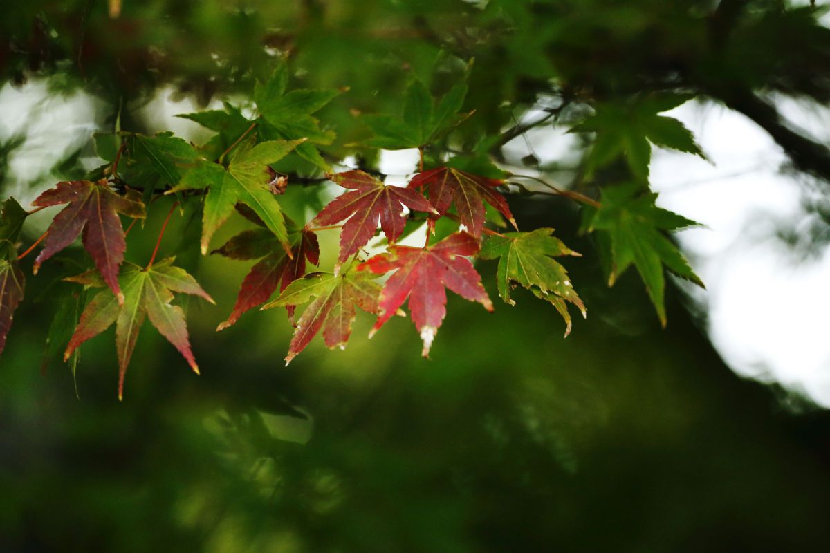 SUNアップ | GANREF