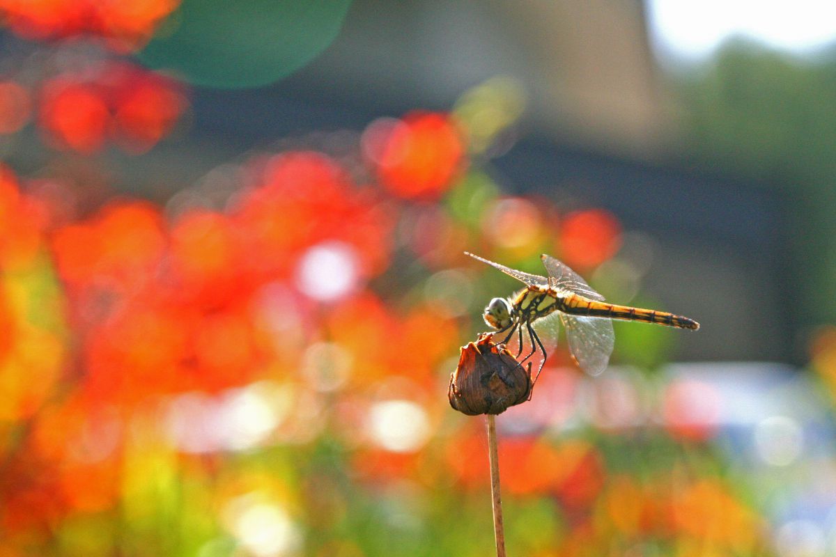真昼の町あかり | GANREF